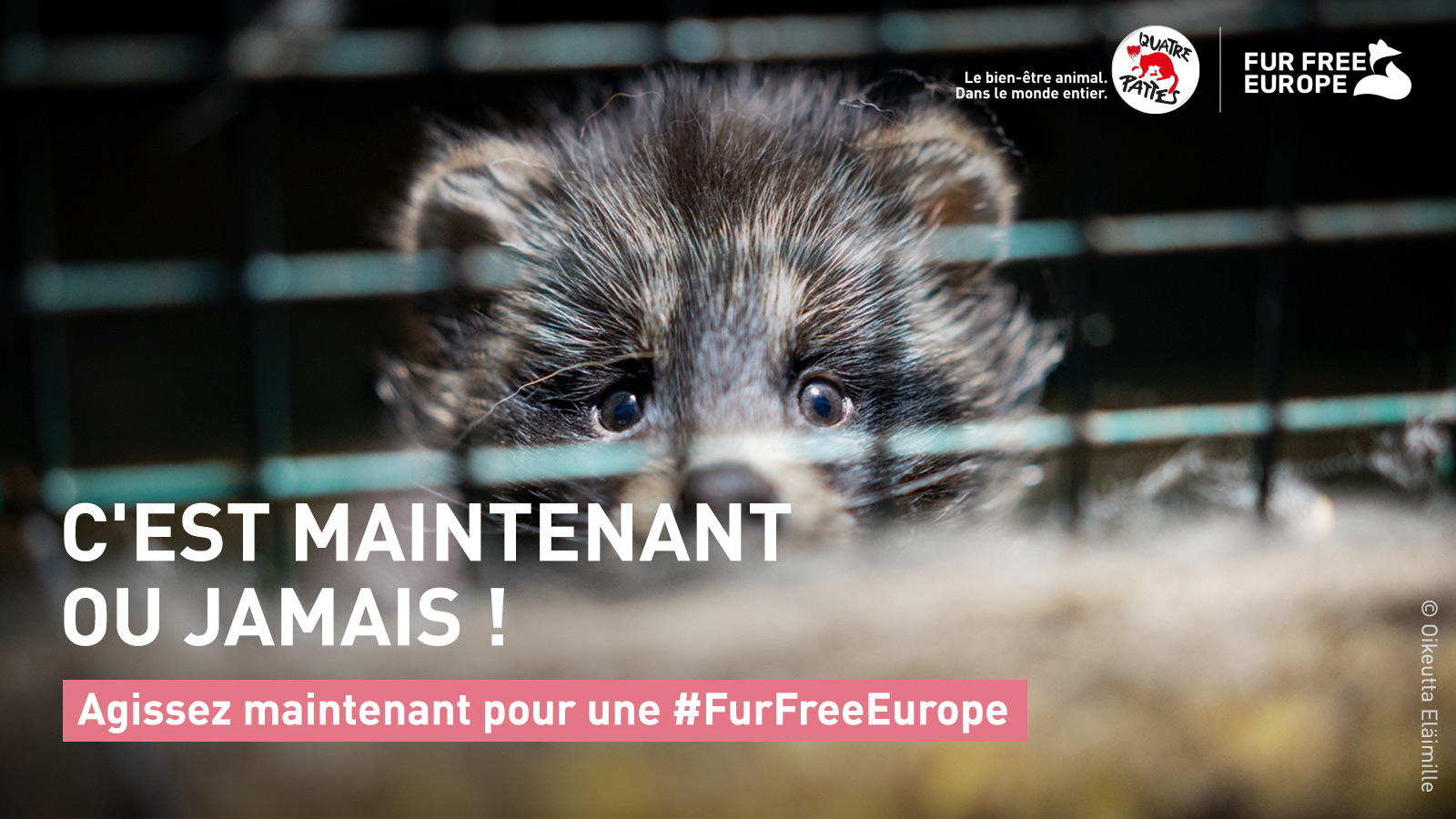 QUATRE PATTES en France - Organisation mondiale de protection des ...